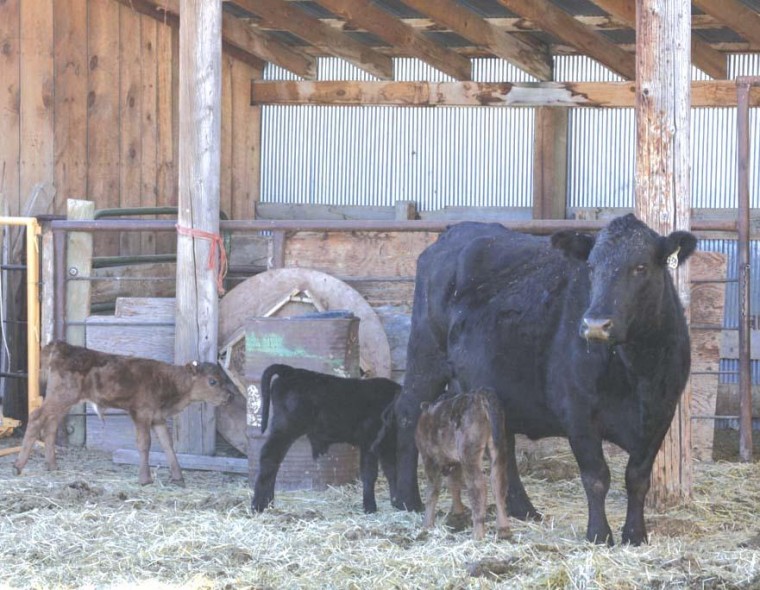 Triple slam: Mother cow has triplets two years in row on Wyoming ranch