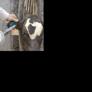 Allflex Ear Tag Applicator