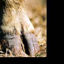 Vet Report: What to do for the notorious stifled bull