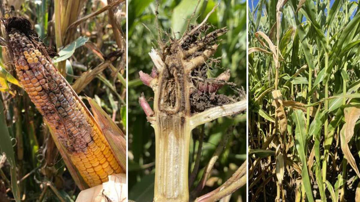 Crop challenges continue into harvest