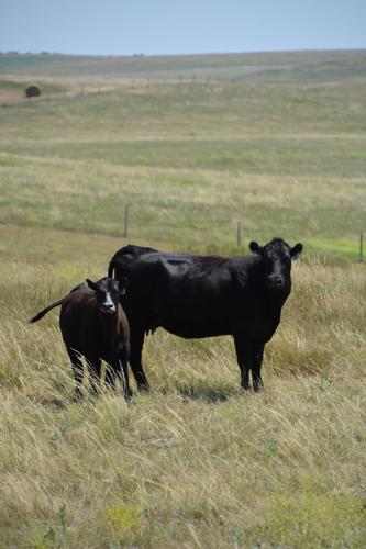 Hard work on the Harris Ranch