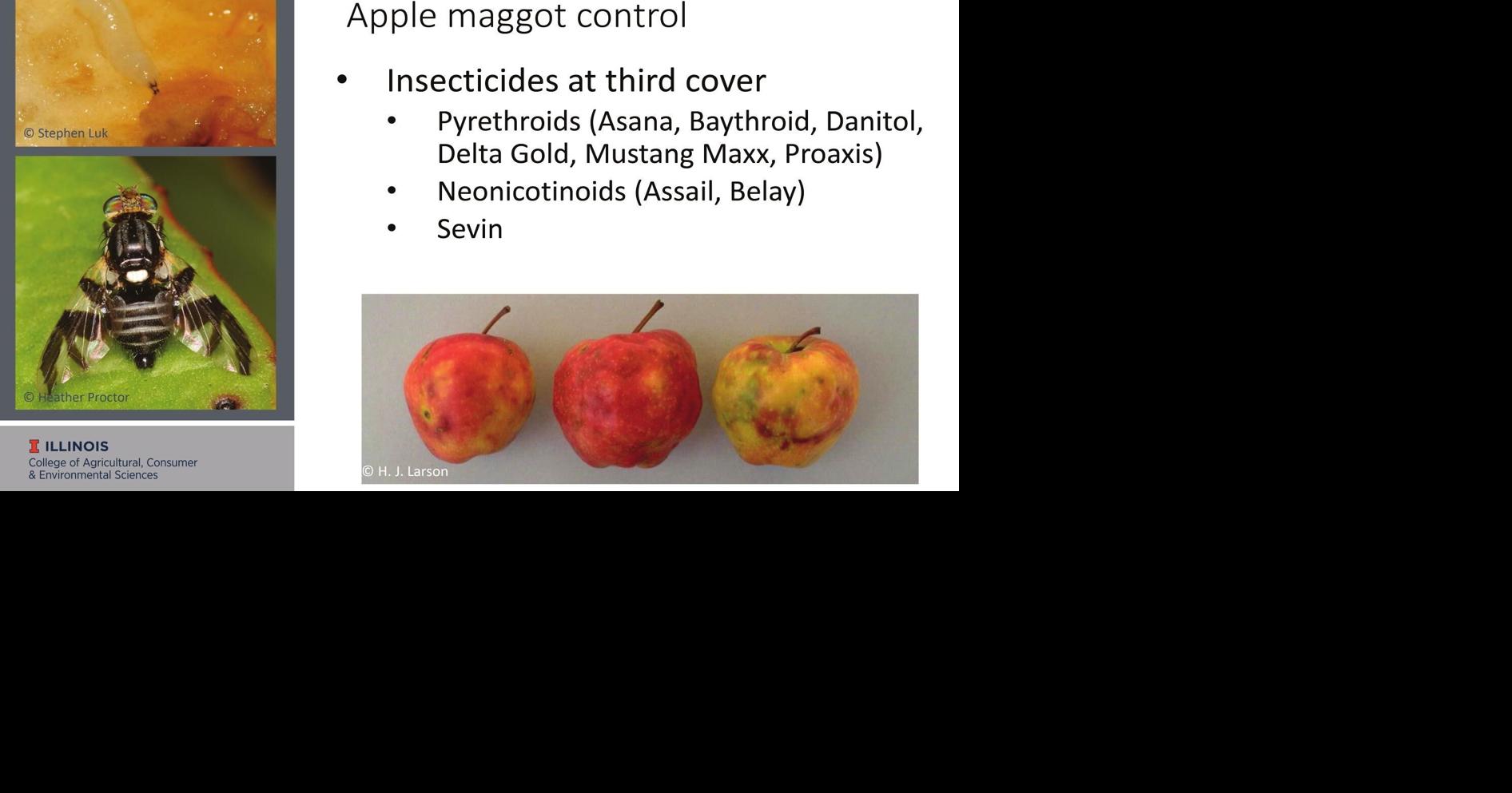 Apple maggot control