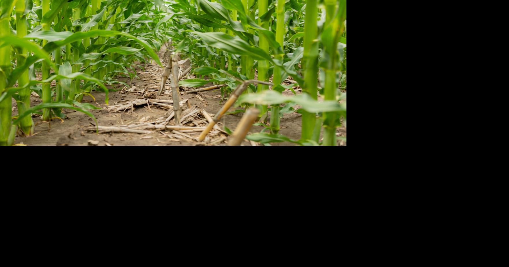 Robust early disease prevention for corn gives farmers a boost