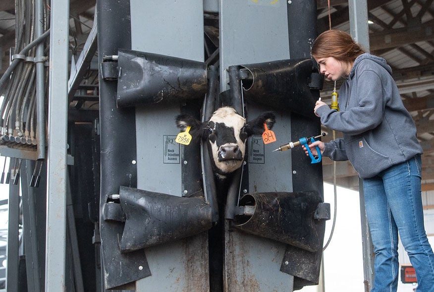 Antibiotic uses in cattle
