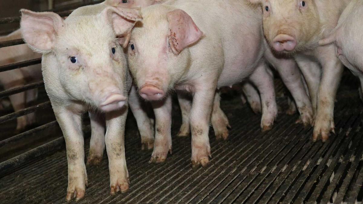 Pork checkoff meets goals with task force model