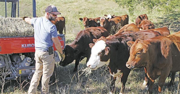 A dietary plan for steers