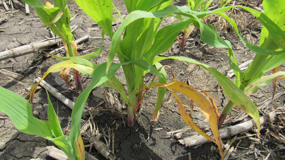 Fungus causes root rot in South Dakota corn