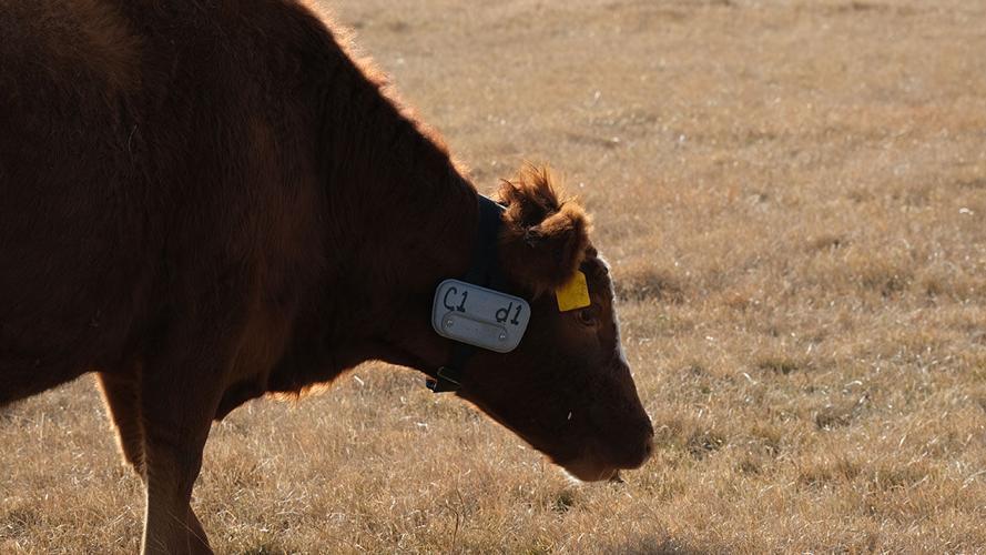 Inside the lines: Virtual fence shows potential for livestock producers