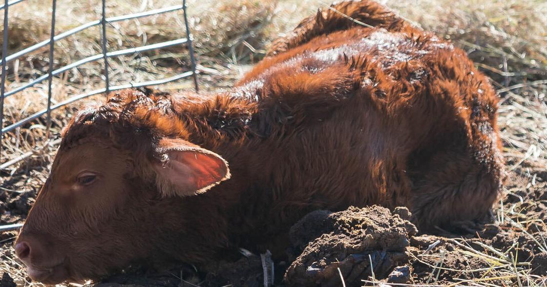 Care for dehydrated calves