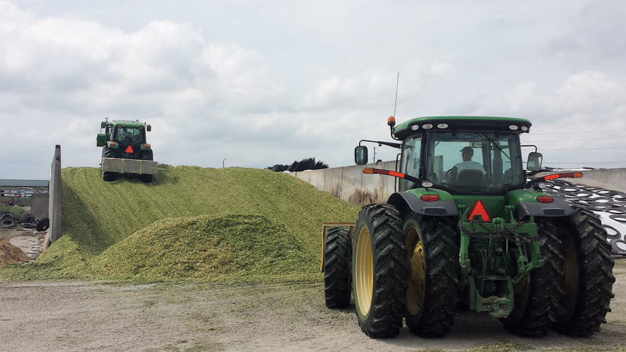 Silage yields normally with later harvest