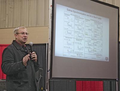 Pregnancy, calving ease among top heifer traits