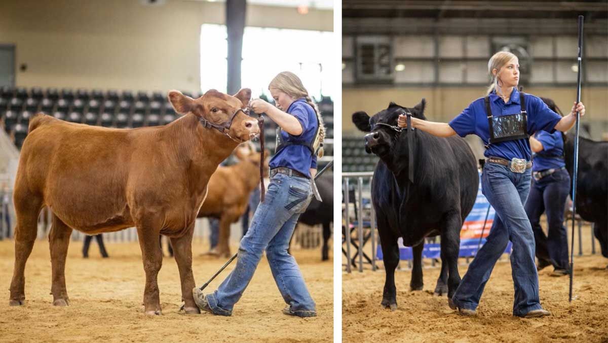 Missouri sisters excel at breeding, showing cows
