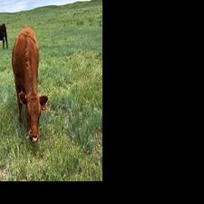 Targeted grazing a low-cost method to manage cheatgrass when timed properly