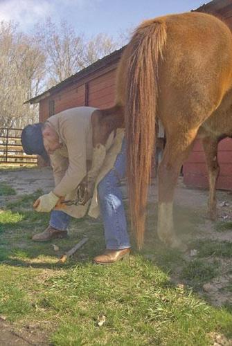 Farriers become fewer and fewer despite need for skills