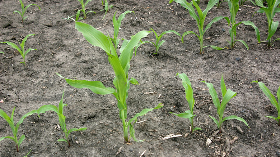 South Africa Sees Corn Crop Dropping to 3-Year Low on Dryness