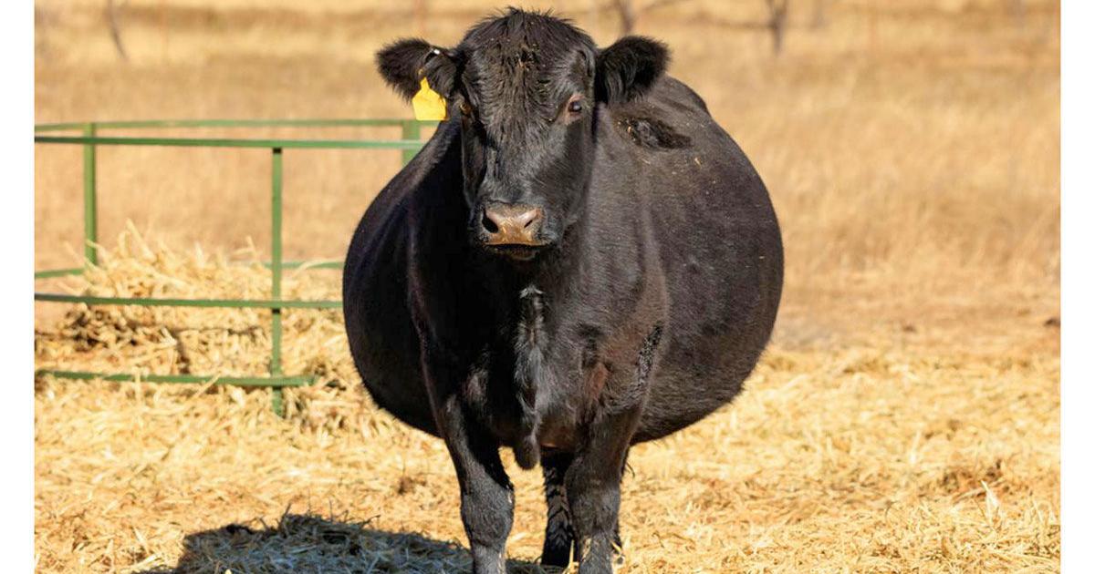 Abortion in beef cattle: What could be the culprit?
