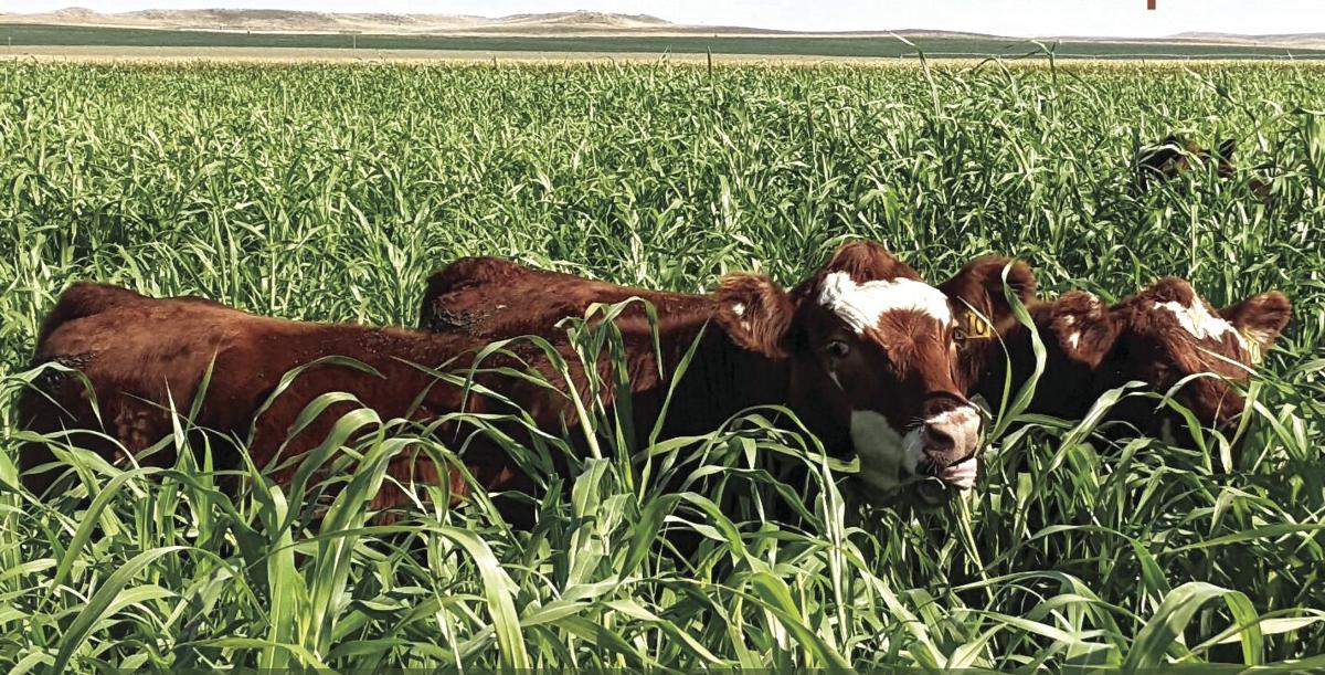 Healthy soils, healthy profits come from grazing cover crops
