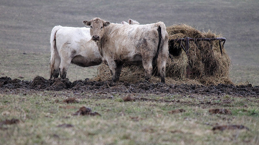 Snow, mud creating challenges for beef producers