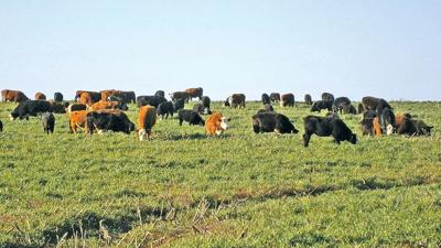 Grazing cover crops adds profit to practice