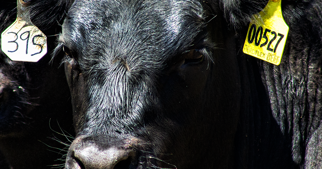 Beef embryos fill dairy niche