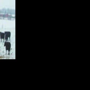 Big Rok Angus’ goal is to provide best maternal bulls to area ...