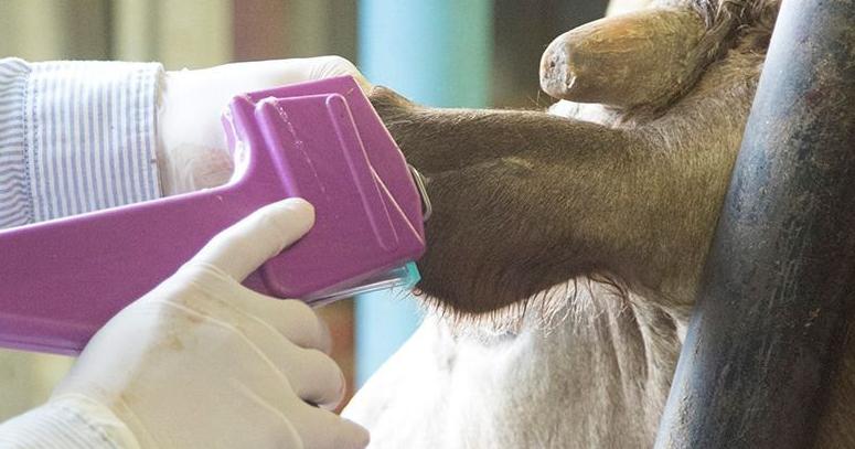 Understand beef implants