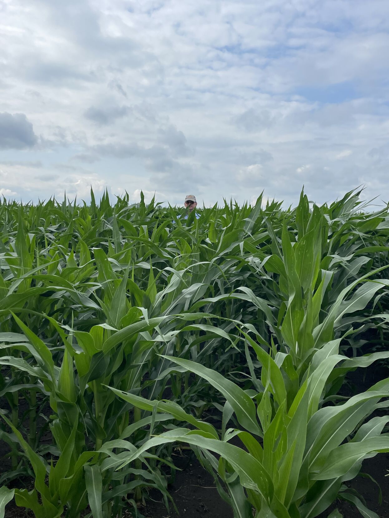 Crops, pastures growing tall and green in western Minnesota