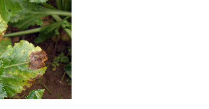 BASF’s Revysol fungicide receives EPA registration