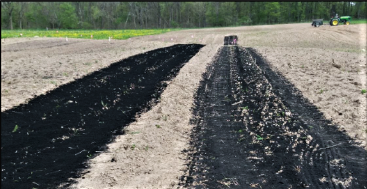 Biochar's effect on microbes studied