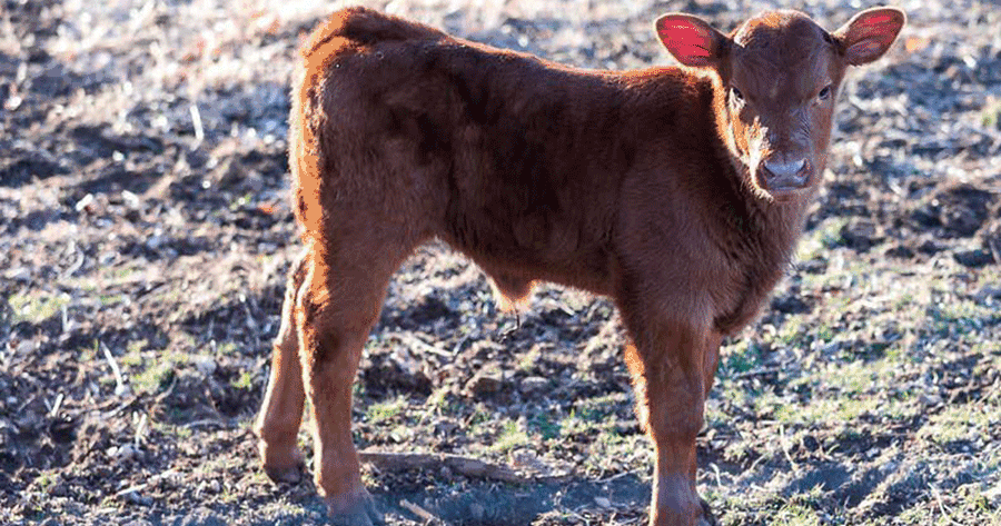 Be prepared to assist during calving