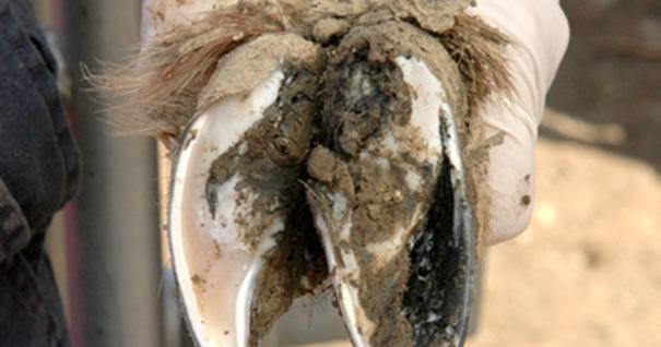 Take care to prevent infectious hoof diseases in beef cattle
