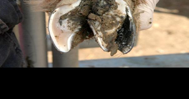 Take care to prevent infectious hoof diseases in beef cattle