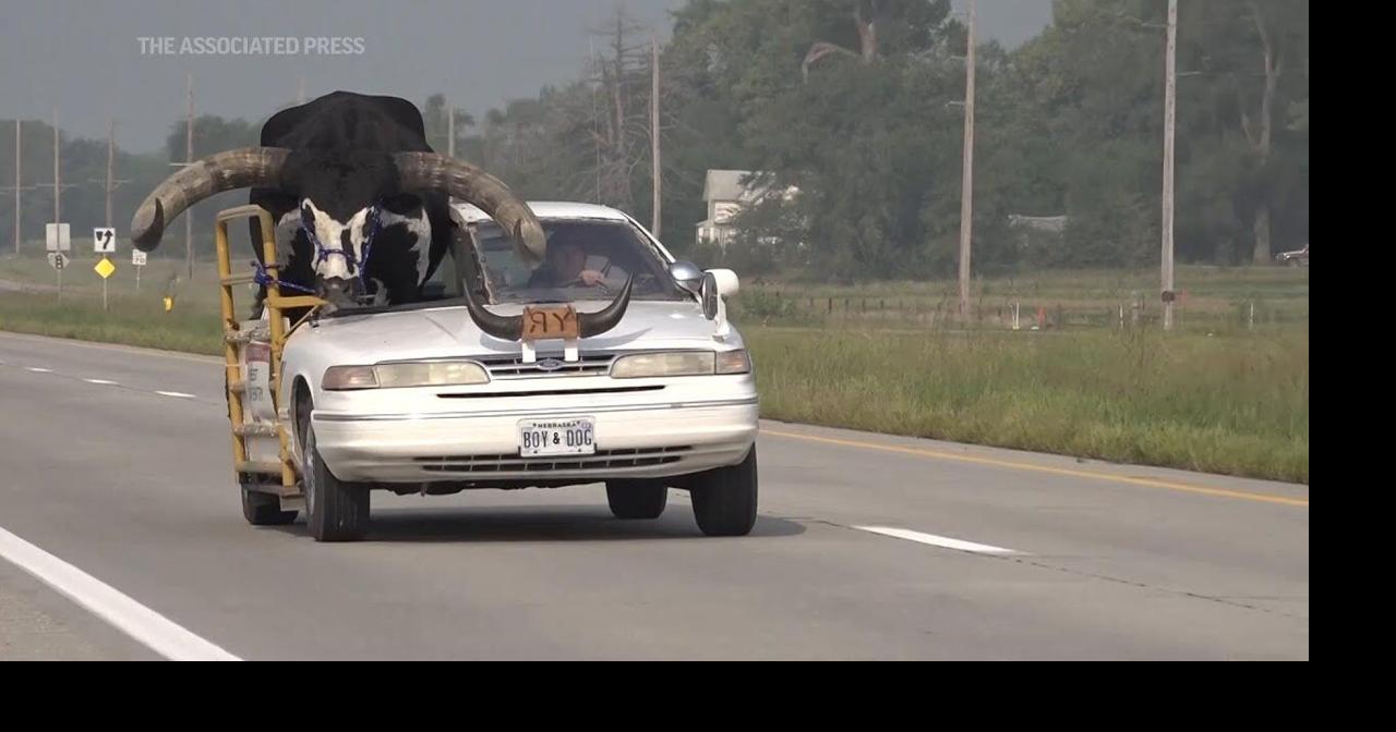 Police stop Nebraska man with bull riding shotgun