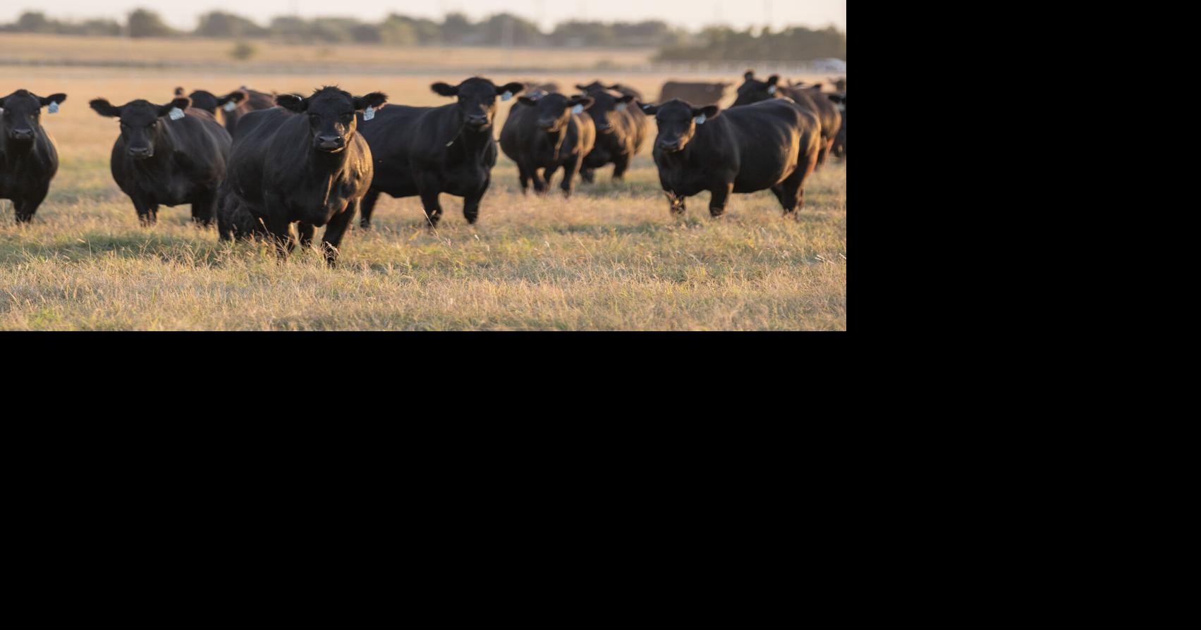 Understanding female reproduction accelerates positive momentum in the ...