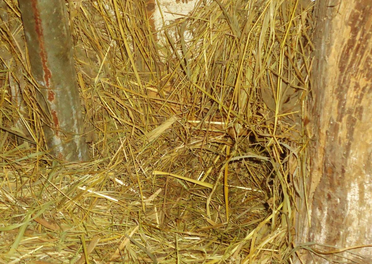 Critters fill barn warmth | Farm Life | agupdate.com