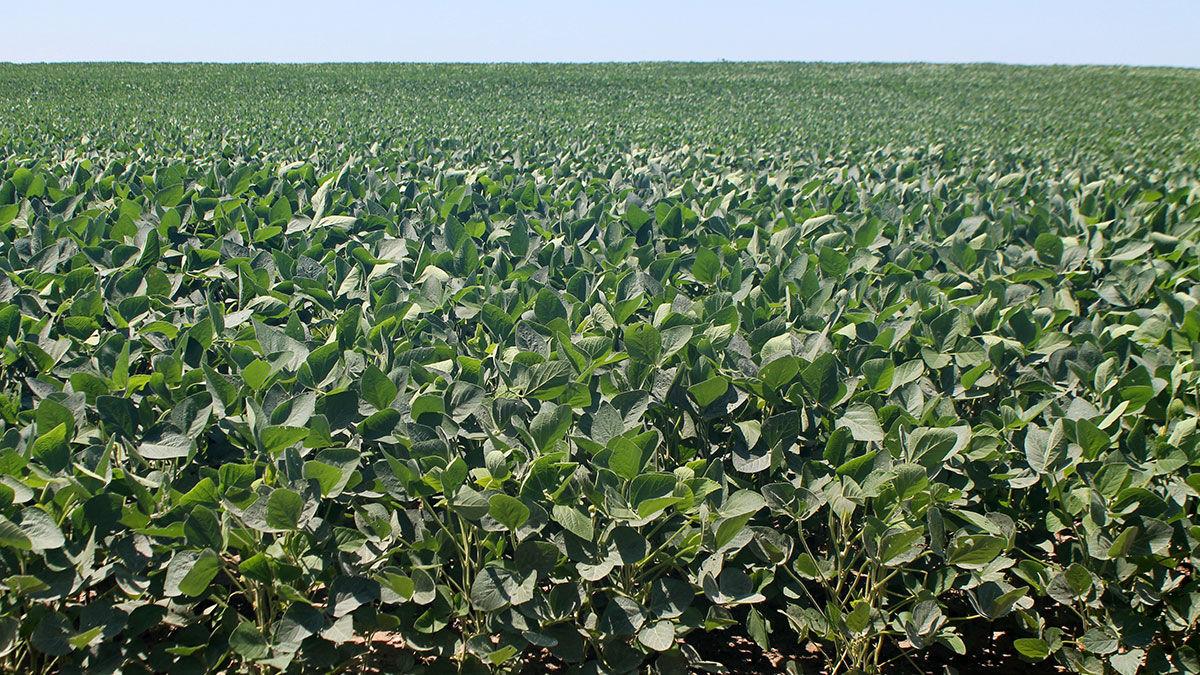 Missouri farms highlight variety in agriculture