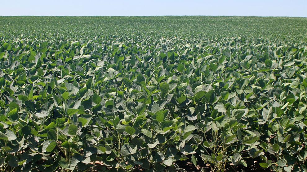 Missouri farms highlight variety in agriculture