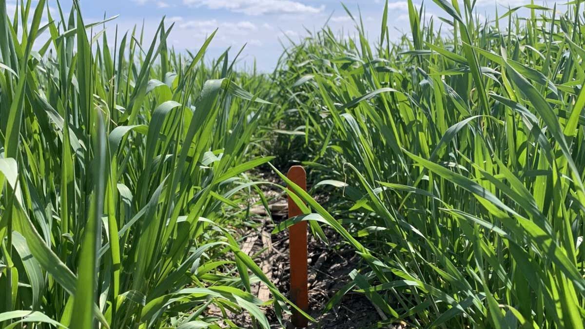 Models add up to better cover management