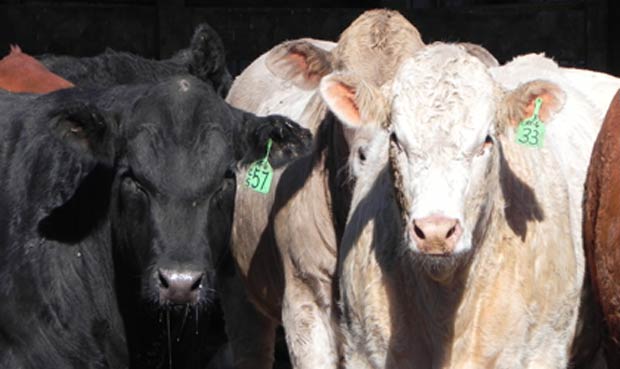 Cattle slaughter updated