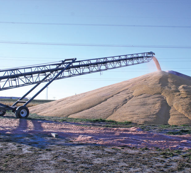 Uncovered corn storage piles are prone to significant loss after wet ...