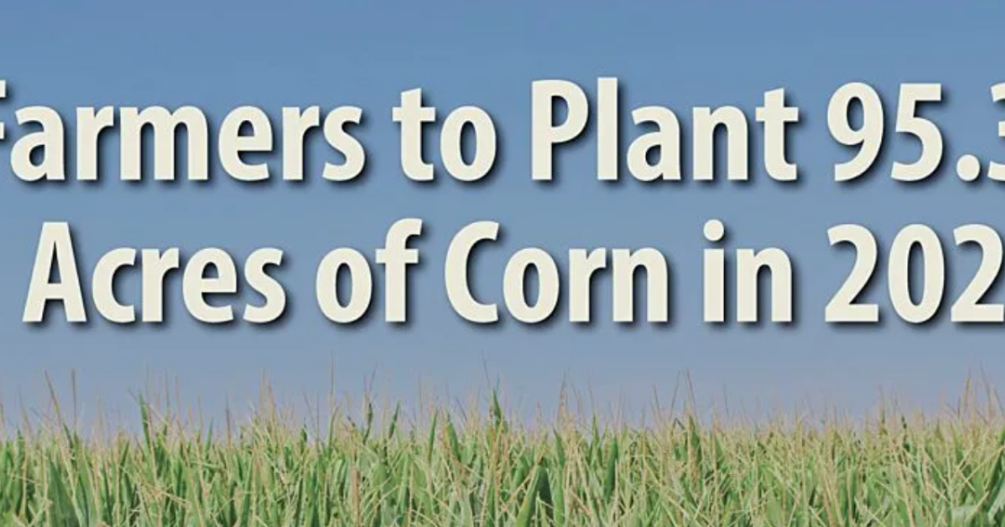 Farmers to Plant 95.3M Acres of Corn in 2025