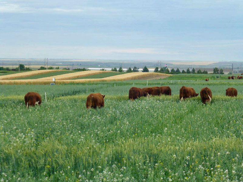 Successful Symbiosis: NARC integrates livestock into six-year cover ...