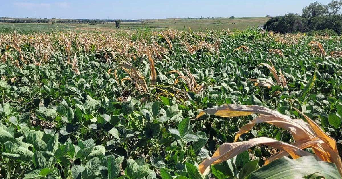 Stalk grazing to combat volunteer corn