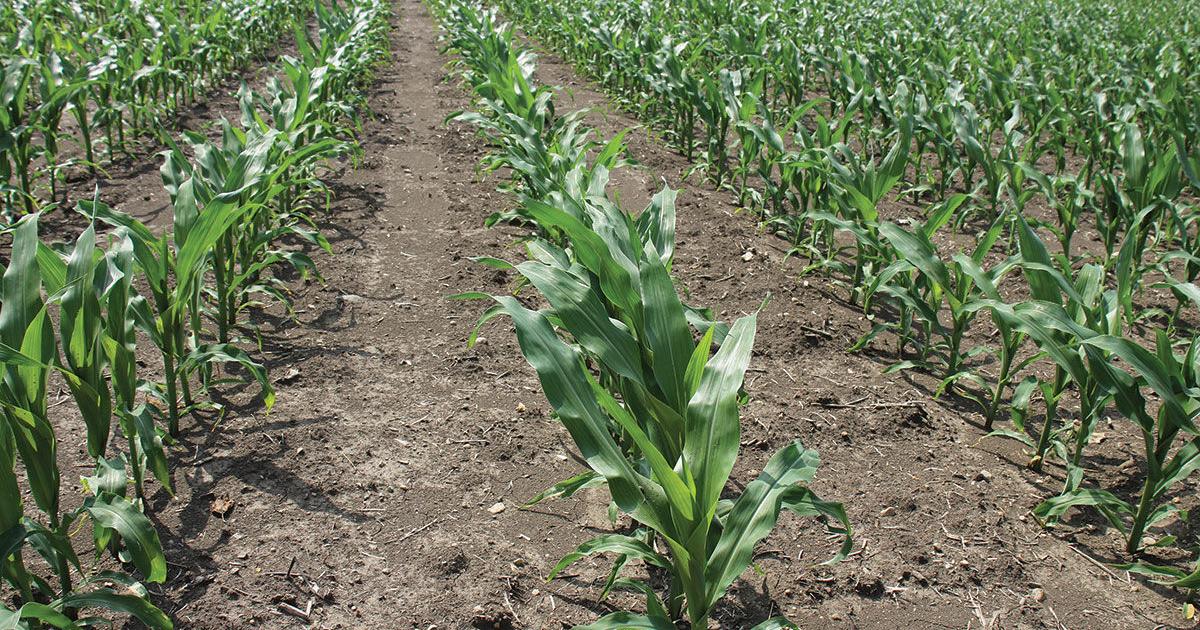 Northeast Illinois crops ‘on the edge of trouble’