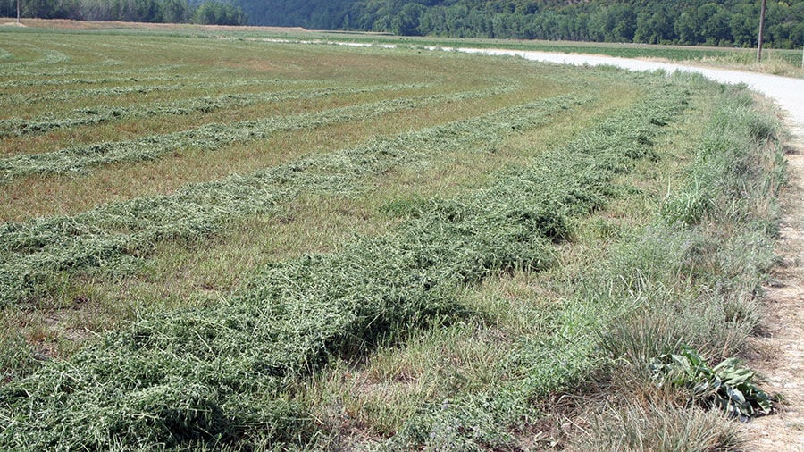 Pasture and Forage Minute: Windrow grazing can cut feeding, labor costs