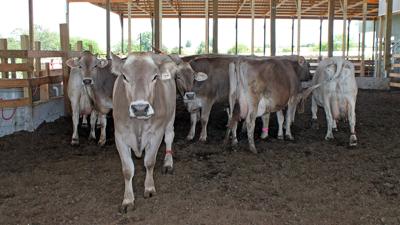 Pack barns give dairies another option