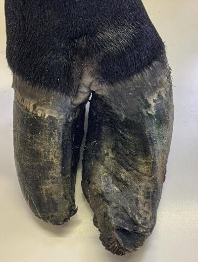 Prevent corkscrew claws before they start