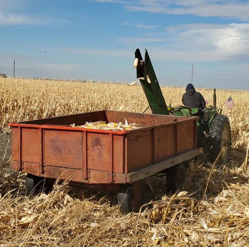 ferguson corn picker