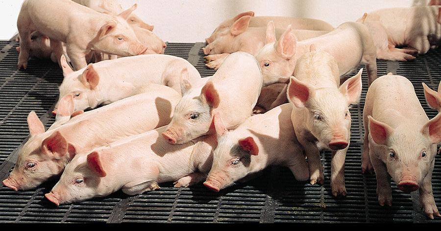 U.S. regulators OK genetically modified pig for food, drugs