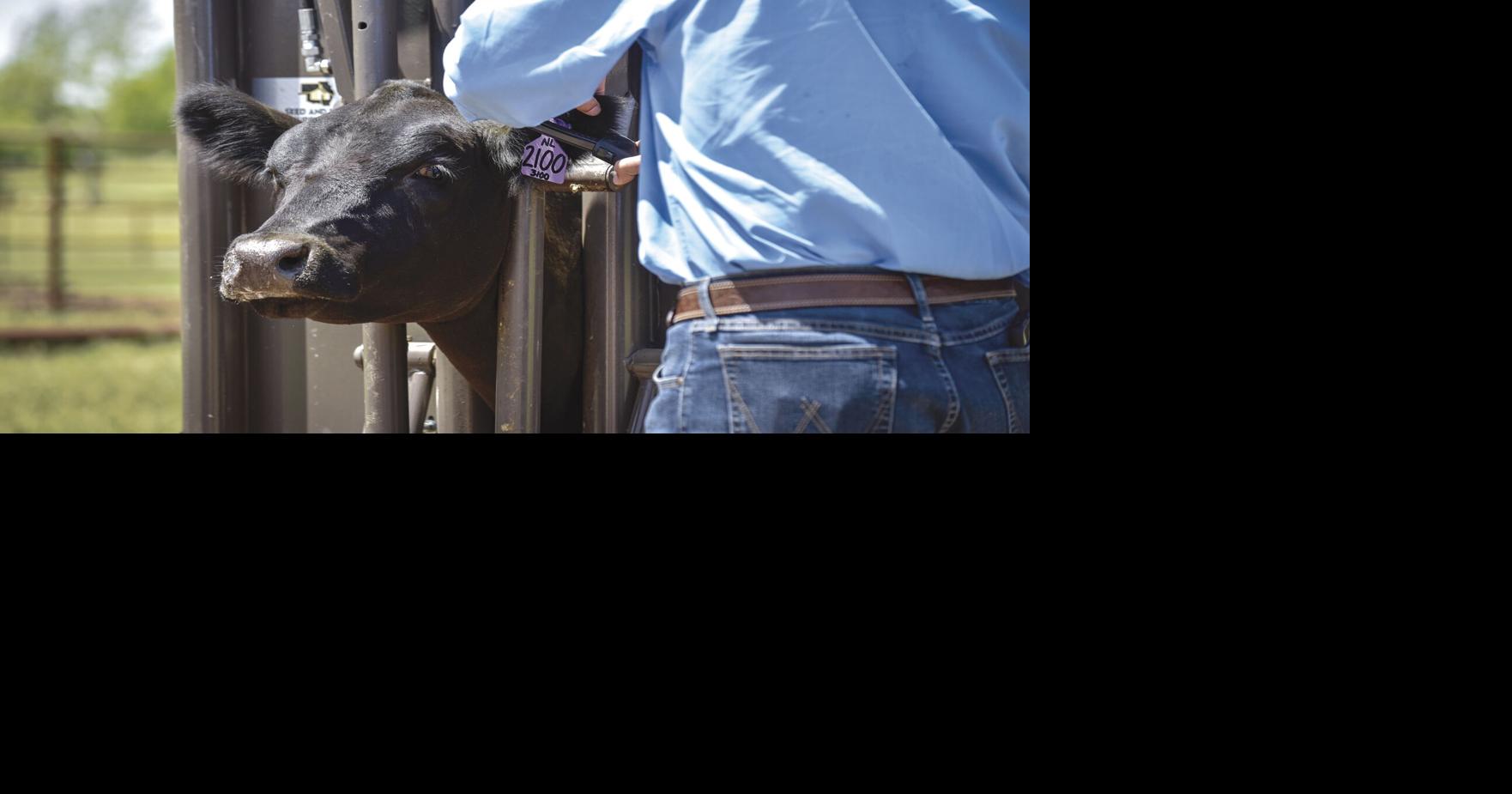 cattle tattoo year code